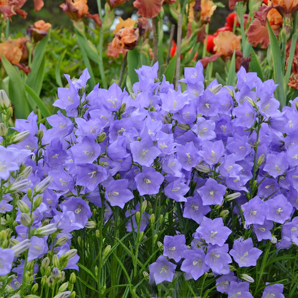 Campanula Persicifolia Takion Blue Bellflower #1 Contai | SiteOne
