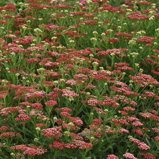 Achillea Millefolium New Vintage Red Yarrow | SiteOne