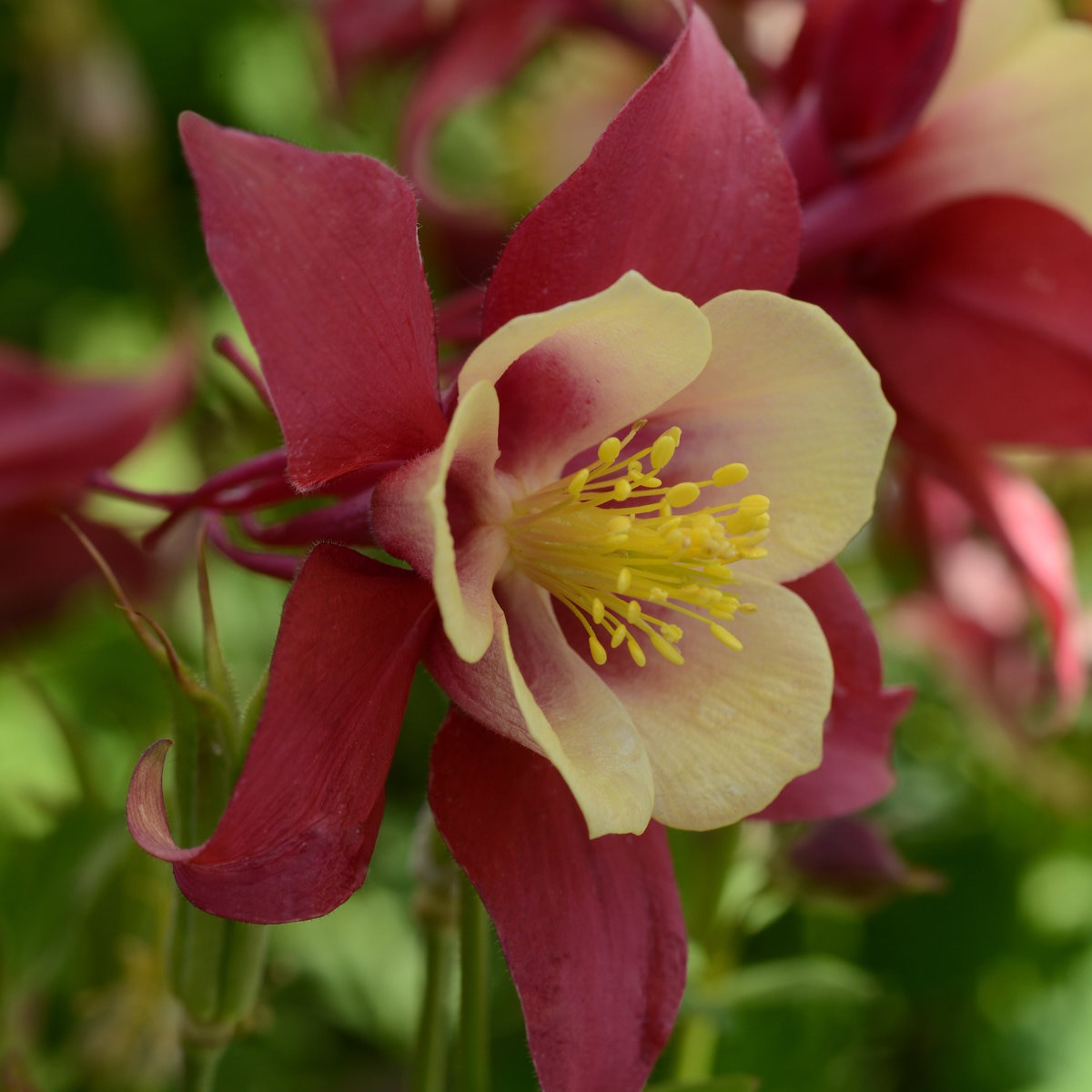 Aquilegia X Hybrida Earlybird Red Yellow Columbine | SiteOne