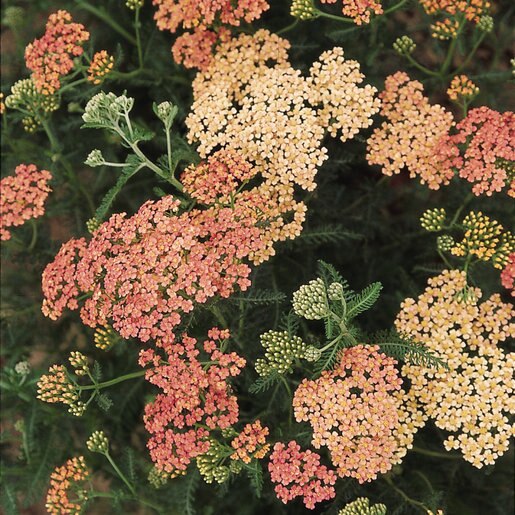 Achillea Millefolium Apple Blossom Yarrow | SiteOne