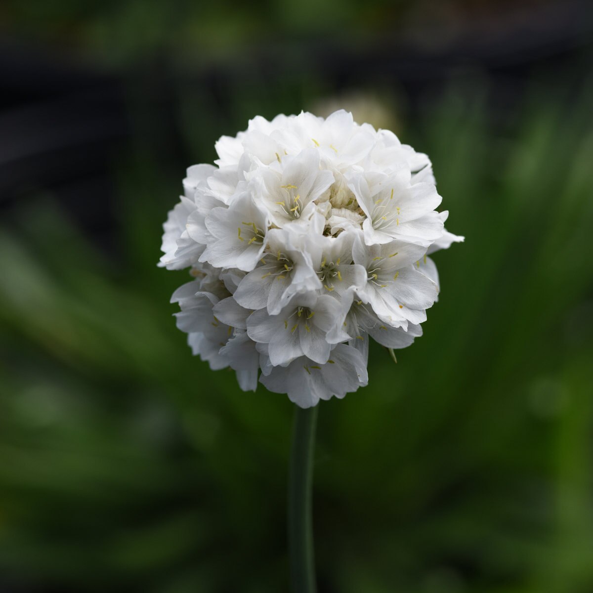 Armeria Pseudameria Dreameria Dream Clouds Great Thrift | SiteOne