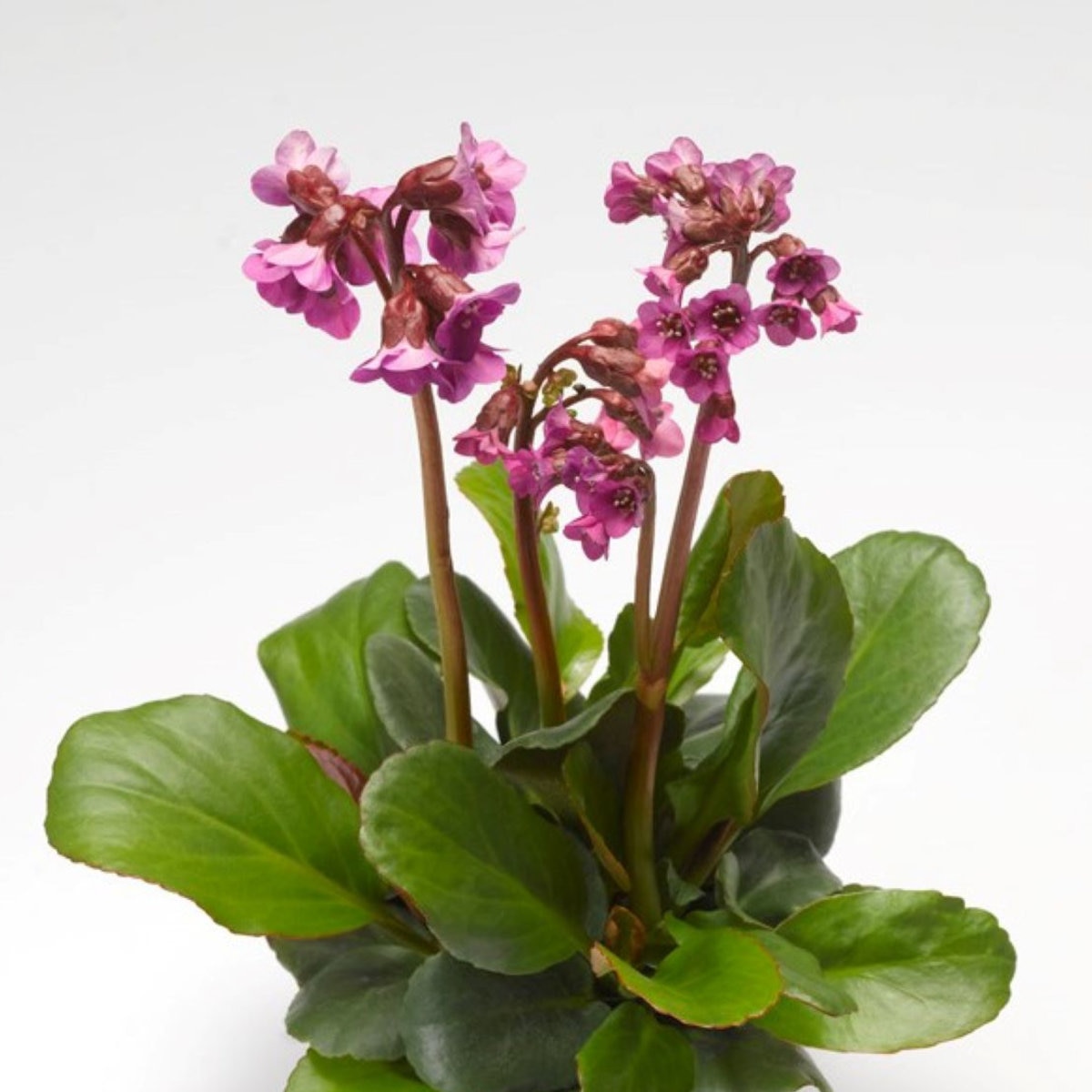 Bergenia Cordifolia Shoeshine Rose Pigsqueak | SiteOne