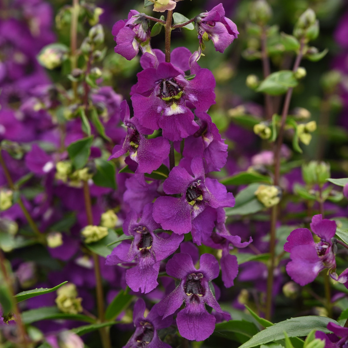 Angelonia Angustifolia Serena Purple Summer Snapdragon | SiteOne