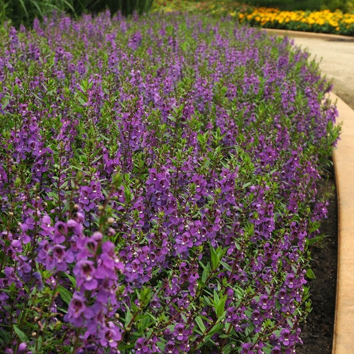 Angelonia Angustifolia Serena Purple Summer Snapdragon | SiteOne