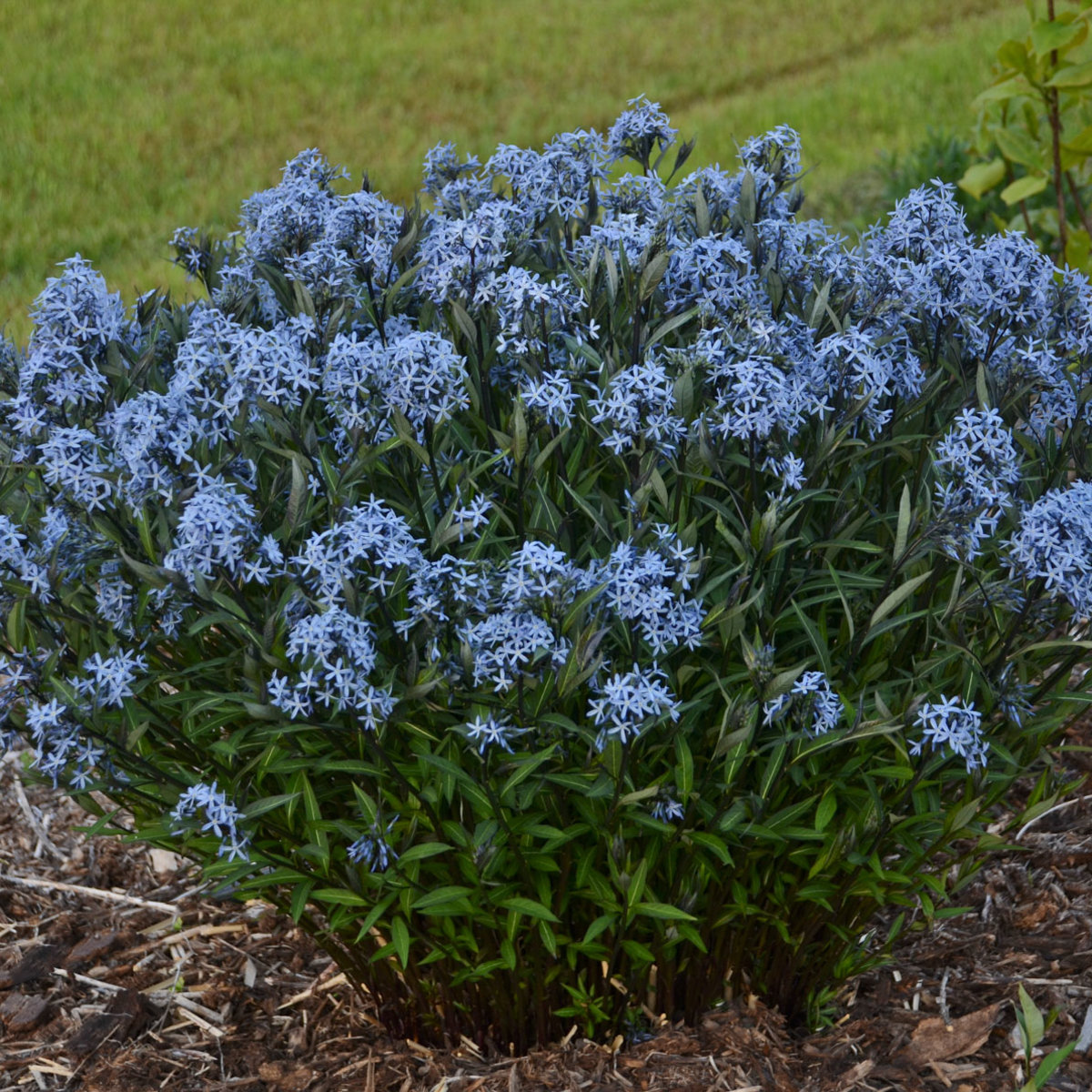 Amsonia Tabernaemontana Storm Cloud Bluestar | SiteOne