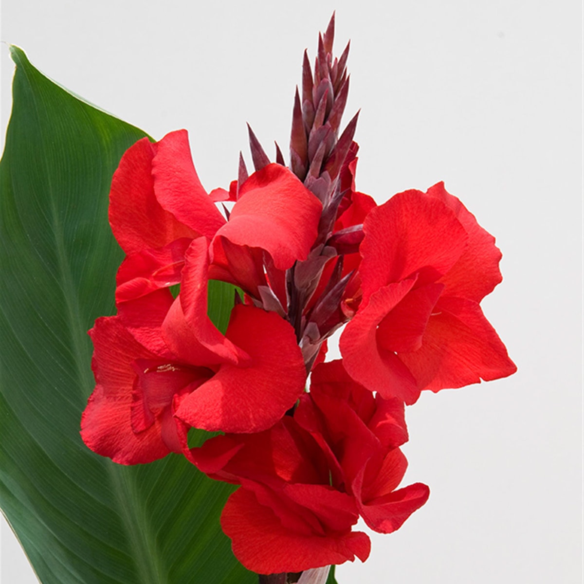 Canna X Generalis Fire Dragon Canna Lily | SiteOne