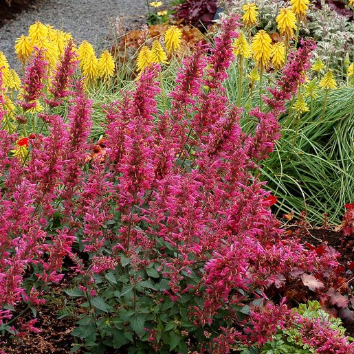 Agastache X Morello Hyssop | SiteOne