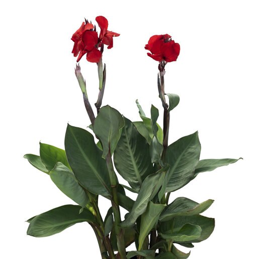 Canna X Generalis Fire Dragon Canna Lily | SiteOne
