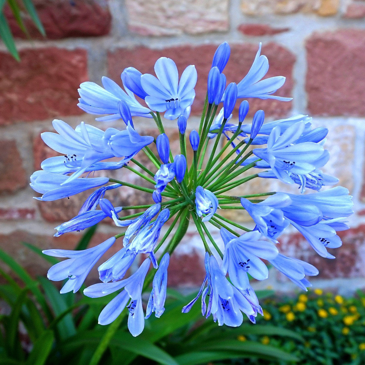 Agapanthus Africanus Blue African Lily | SiteOne