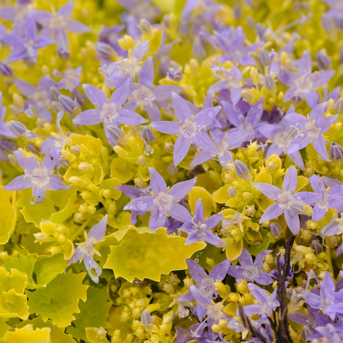 Campanula Garganica Dicksons Gold Adriatic Bellflower | SiteOne