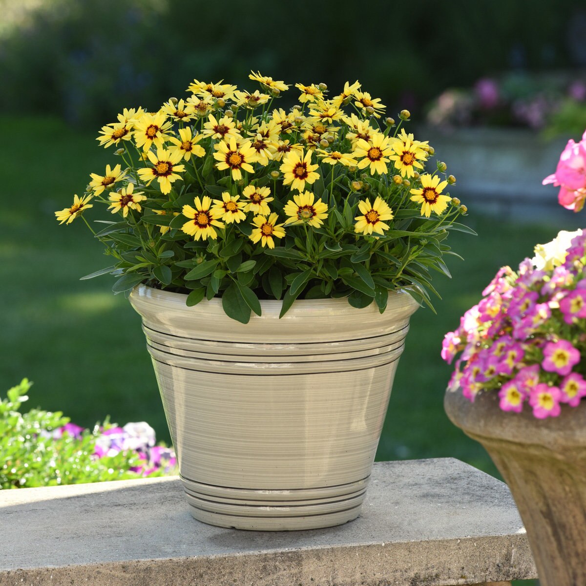 Coreopsis X Uptick Yellow And Red Tickseed | SiteOne