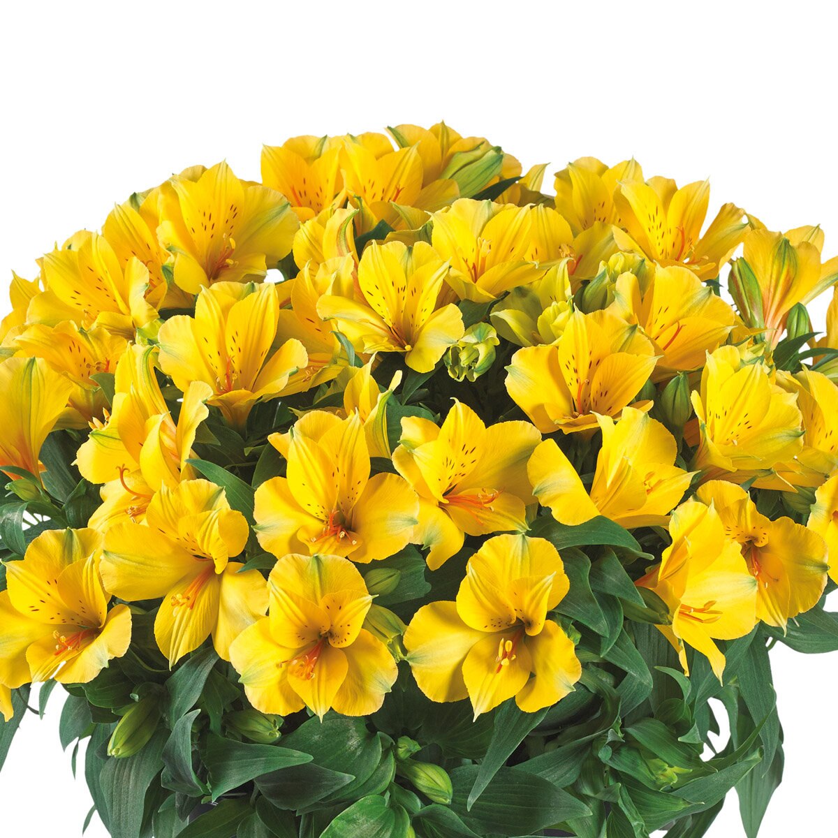 Alstroemeria X Colorita Zaprilisa Lisa Peruvian Lily | SiteOne