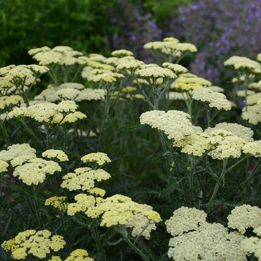 Achillea X Moon Dust Yarrow | SiteOne