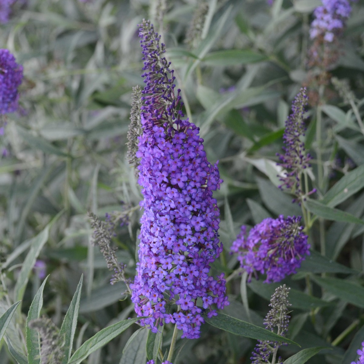 Buddleia X Monarch Blue Knight Butterfly Bush | SiteOne