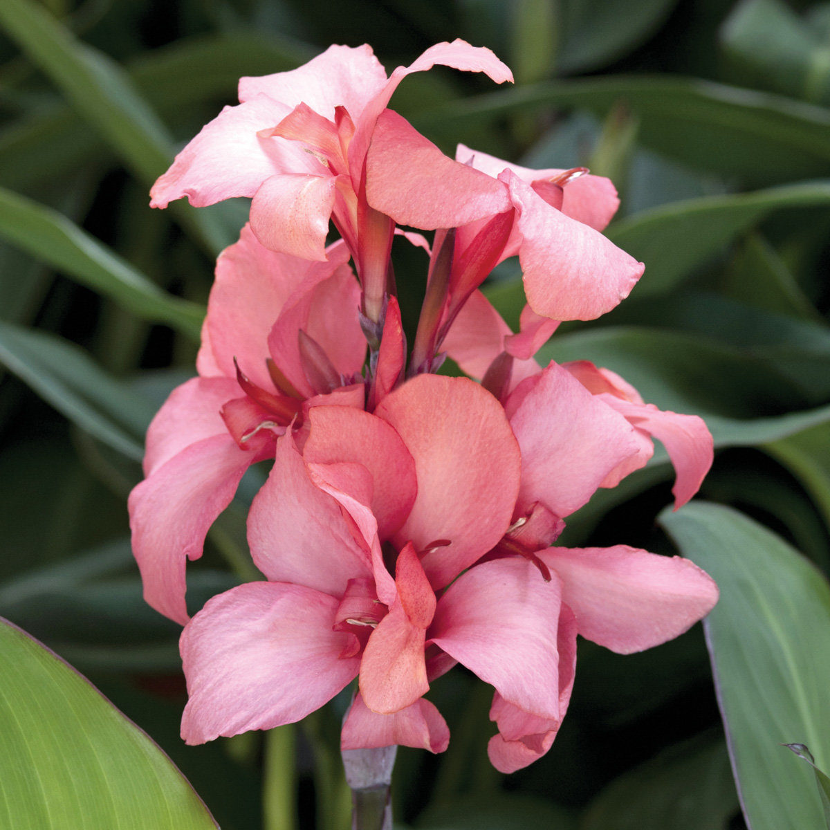 Canna X Generalis Cannova Mango Canna Lily | SiteOne