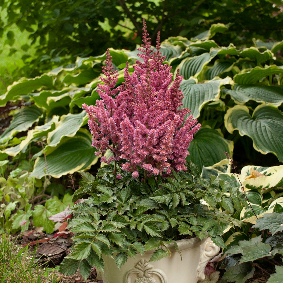 Astilbe Chinensis Little Vision In Pink Chinese Astilbe | SiteOne