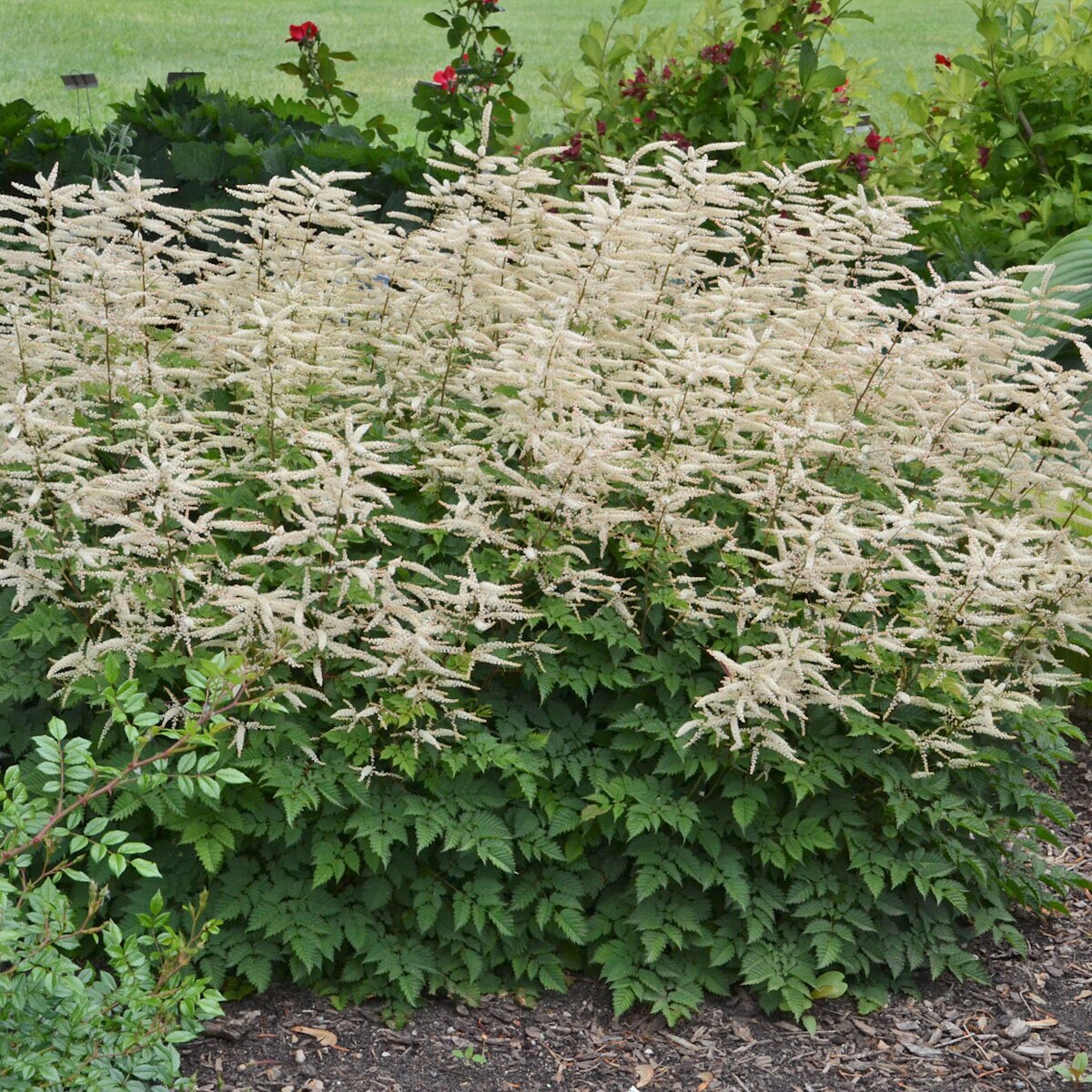 Aruncus X Misty Lace Goats Beard | SiteOne