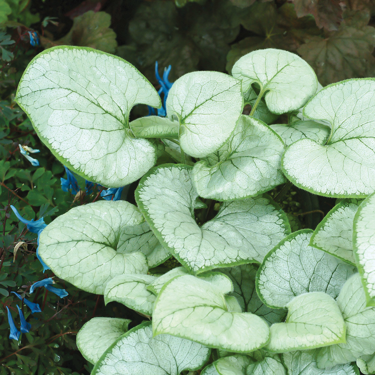 Brunnera Macrophylla Looking Glass Siberian Bugloss | SiteOne