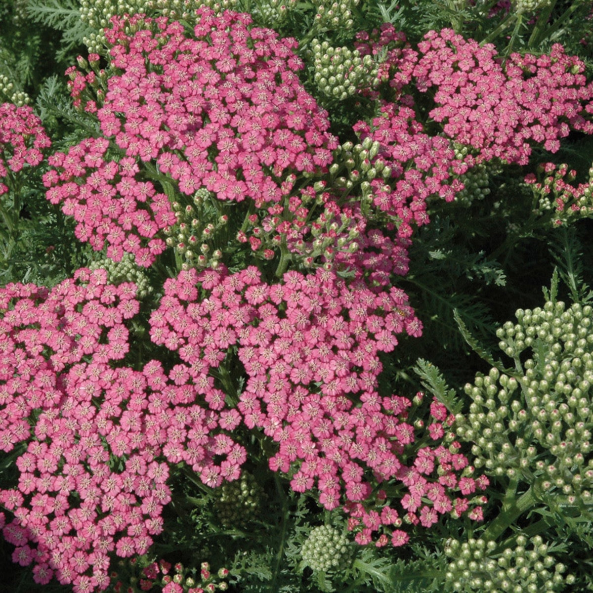 Achillea Millefolium Tutti Frutti Pink Grapefruit Yarro | SiteOne