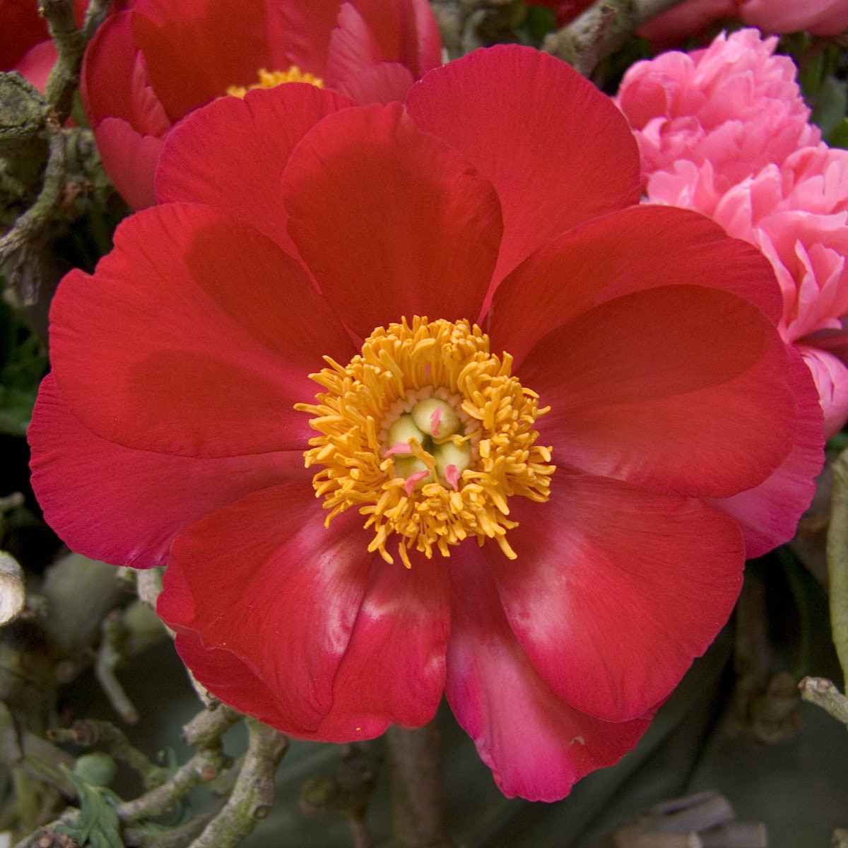 Paeonia X Scarlett OHara Peony | SiteOne