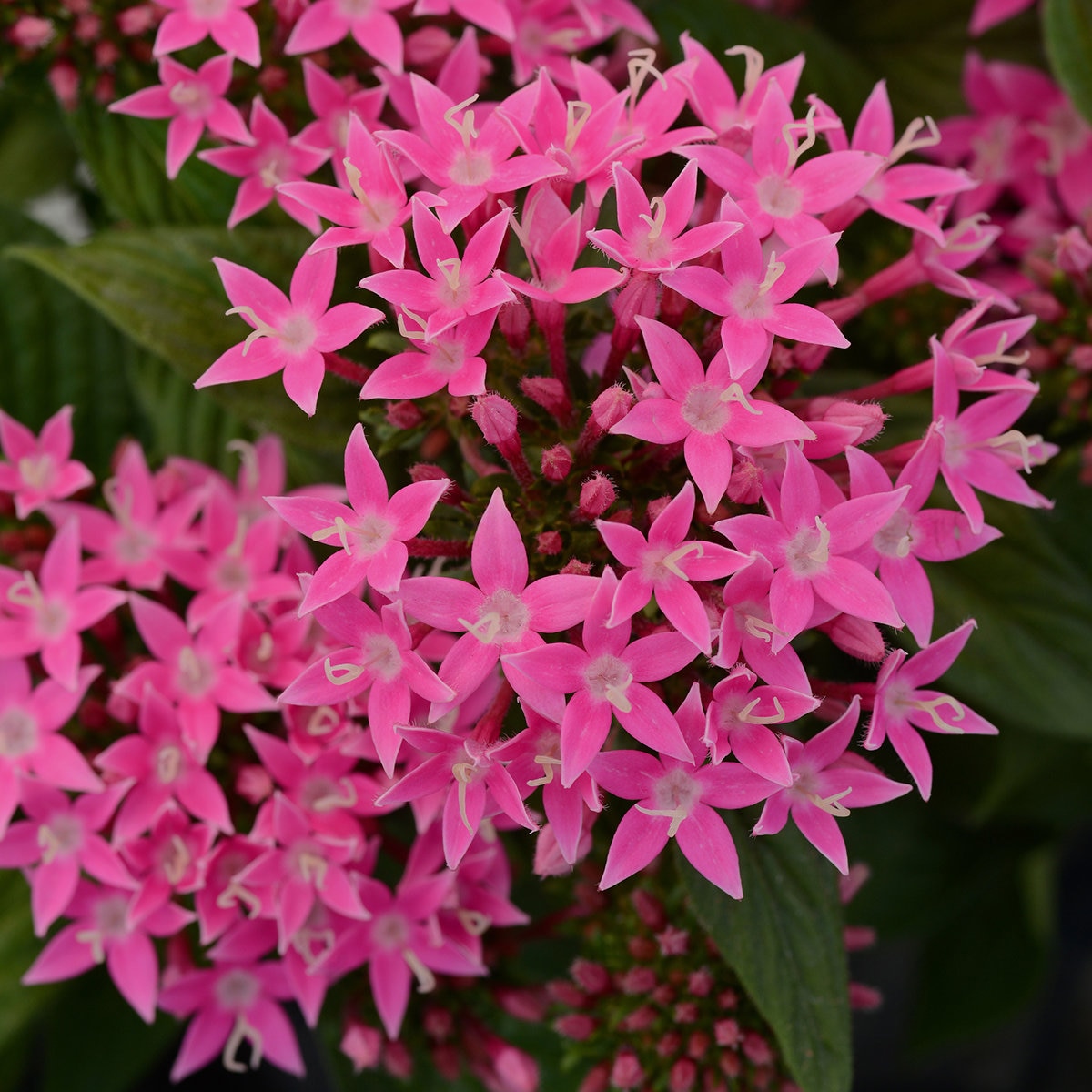 Pentas Lanceolata Lucky Star Deep Pink Egyptian Star Fl | SiteOne