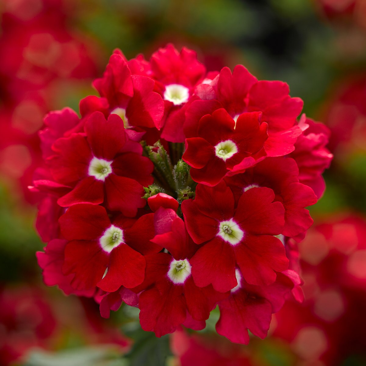 Verbena Hybrida Lanai Upright Red with Eye Verbena | SiteOne