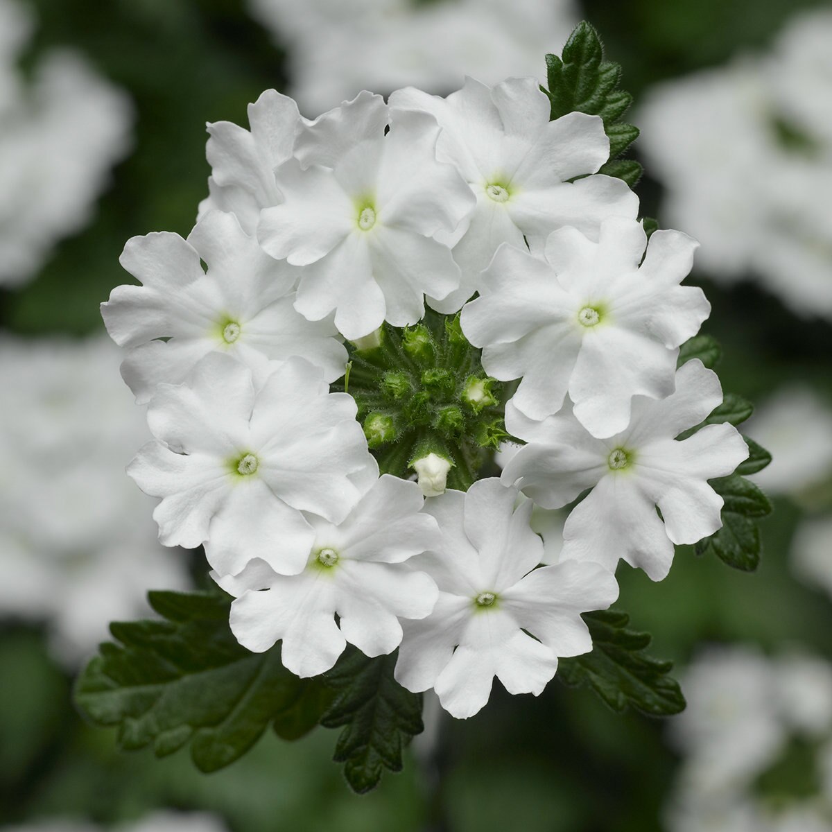 Verbena Hybrida Lanai Upright White Verbena | SiteOne