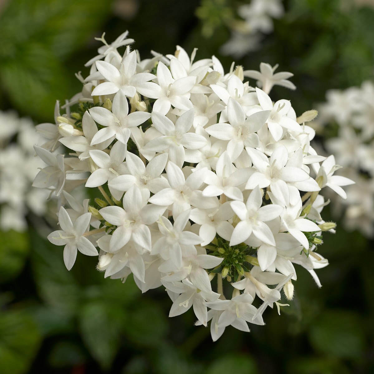 Pentas Lanceolata BeeBright White Egyptian Star Flower | SiteOne