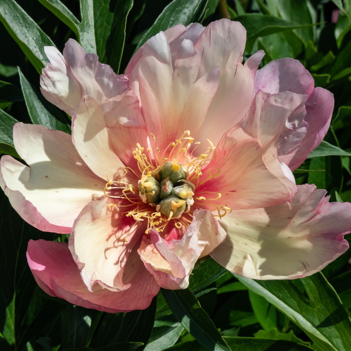 Paeonia X Julia Rose Itoh Peony | SiteOne