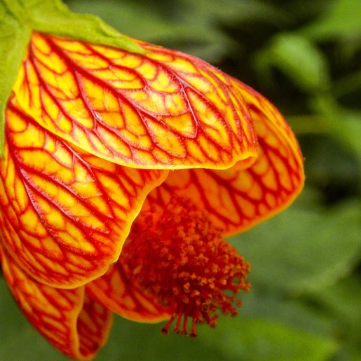 Abutilon Striatum Red Vein Indian Mallow | SiteOne