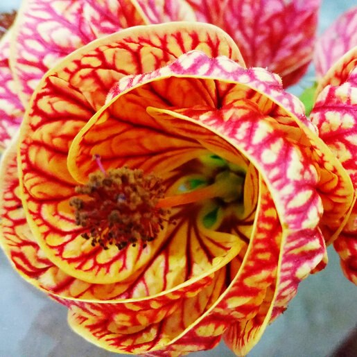 Abutilon Striatum Red Vein Indian Mallow | SiteOne