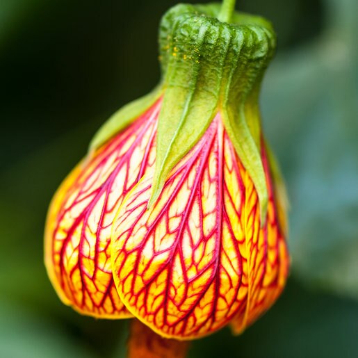 Abutilon Striatum Red Vein Indian Mallow | SiteOne