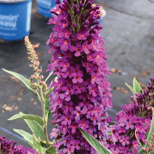 Buddleia X Birthday Cake Butterfly Bush | SiteOne