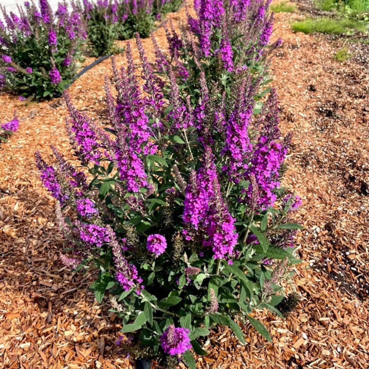 Buddleia X Birthday Cake Butterfly Bush | SiteOne