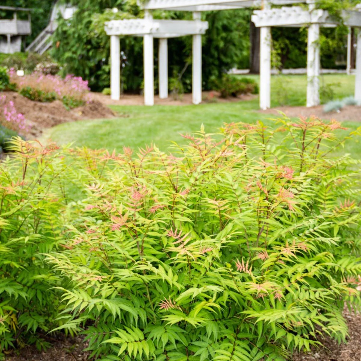 Sorbaria Sorbifolia Cherry on Top False Spirea | SiteOne