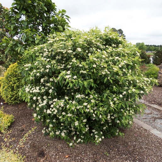 Cornus Racemosa Irish Setter Red Stem Dogwood | SiteOne