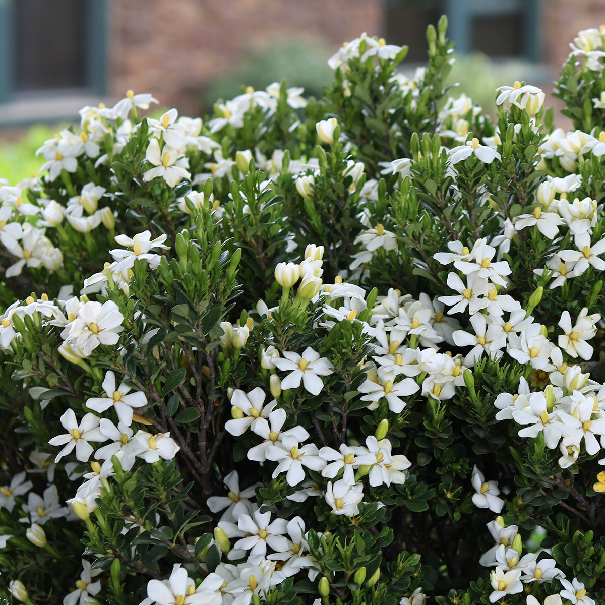 Gardenia Augusta Little Daisy Gardenia | SiteOne