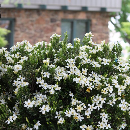 Gardenia Augusta Little Daisy Gardenia | SiteOne