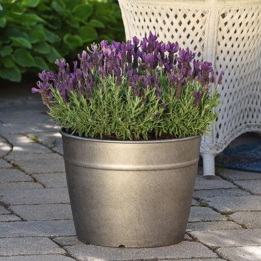 Lavandula Stoechas 'Primavera' Spanish Lavender | SiteOne