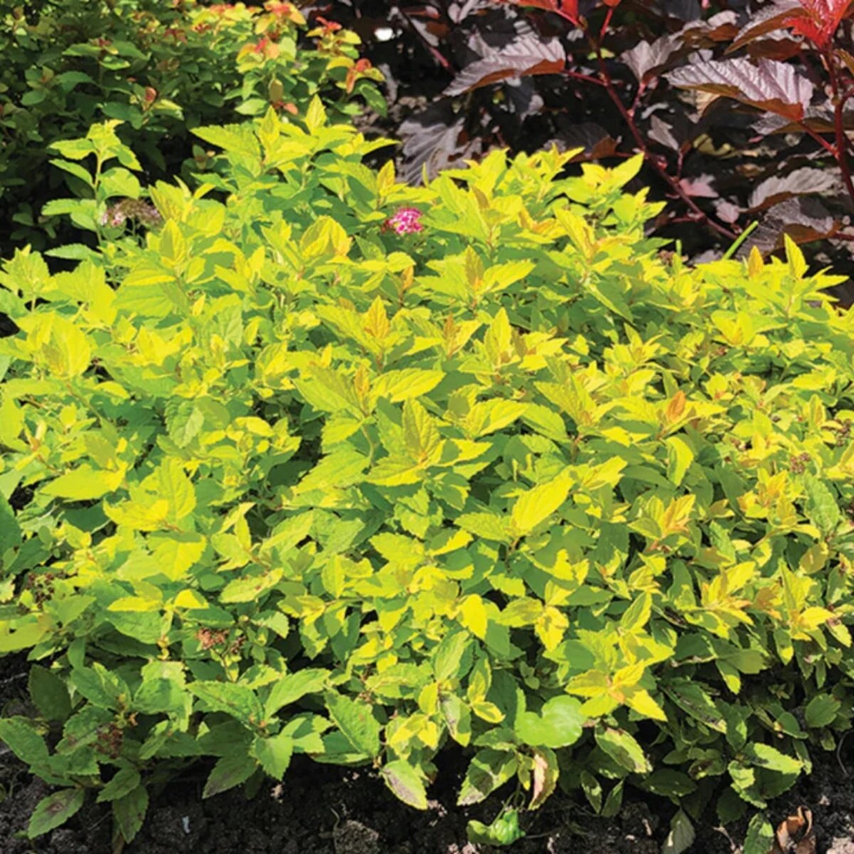 Spiraea Japonica Golden Select Pineapple Poprocks Spire | SiteOne