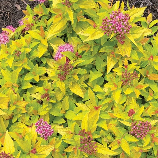 Spiraea Japonica Golden Select Pineapple Poprocks Spire | SiteOne