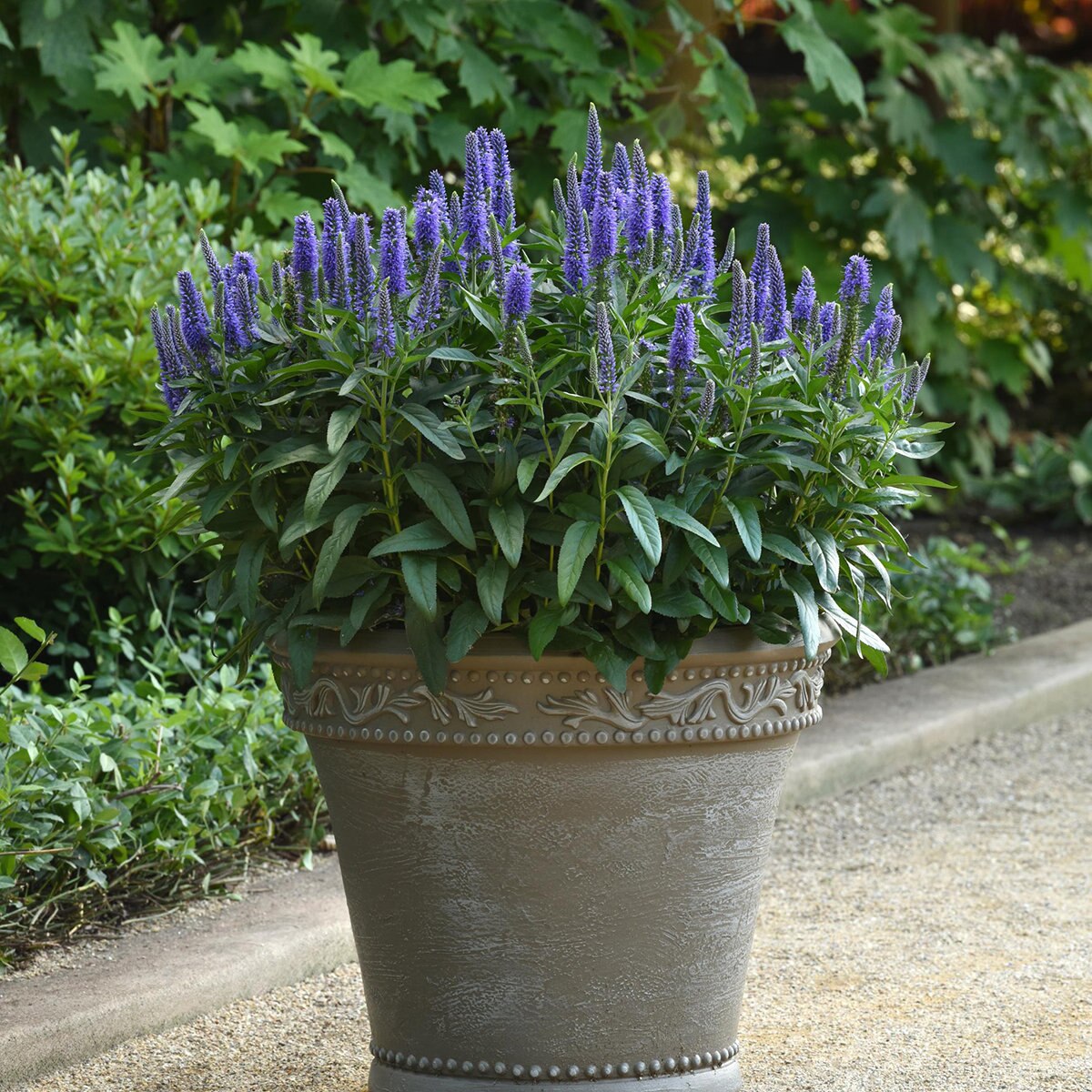 Veronica Longifolia Skyward Blue Speedwell | SiteOne