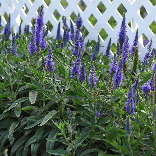 Veronica Longifolia Skyward Blue Speedwell | SiteOne