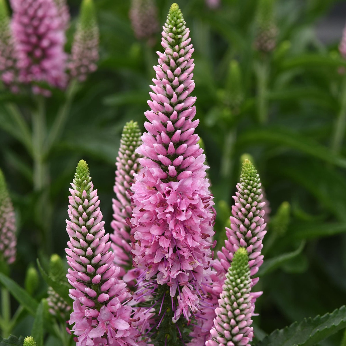 Veronica Longifolia Skyward Pink Speedwell | SiteOne
