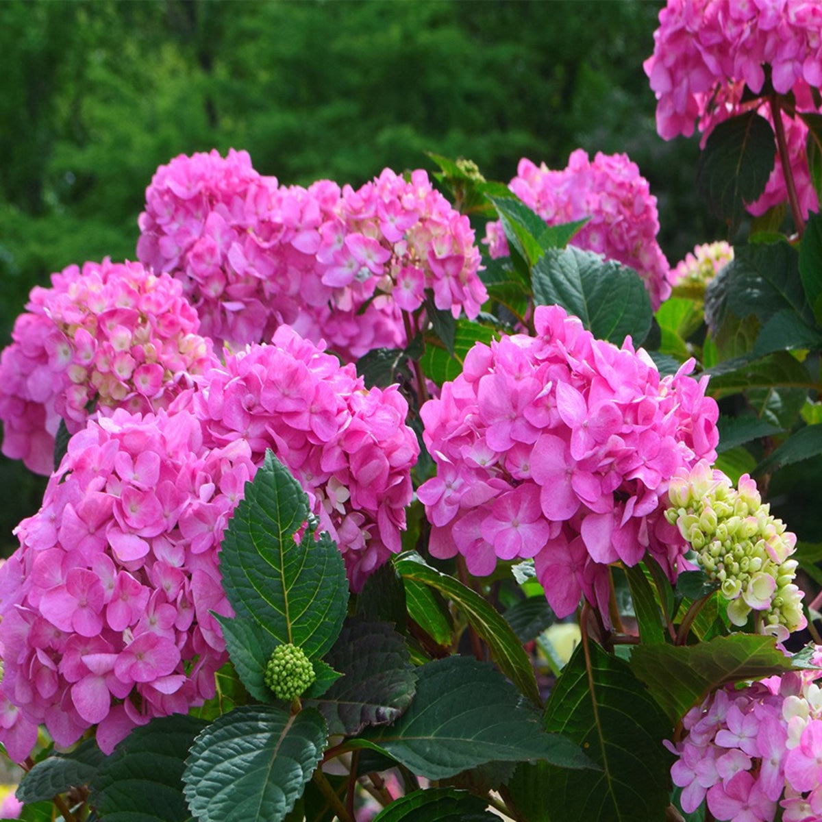 Hydrangea Macrophylla 'iBloom Rock-N-Roll' Big Leaf Hyd | SiteOne