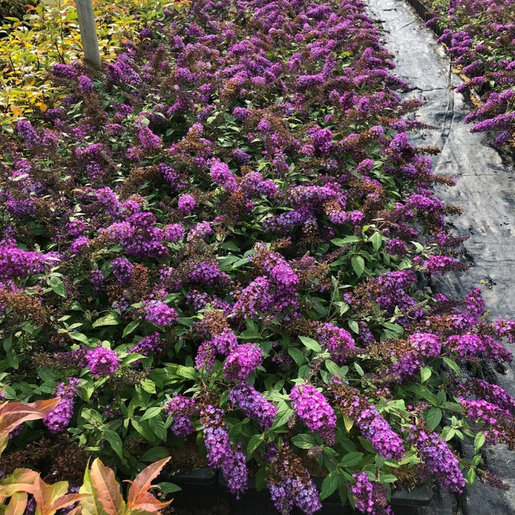Buddleia X Blueberry Pie Butterfly Bush | SiteOne