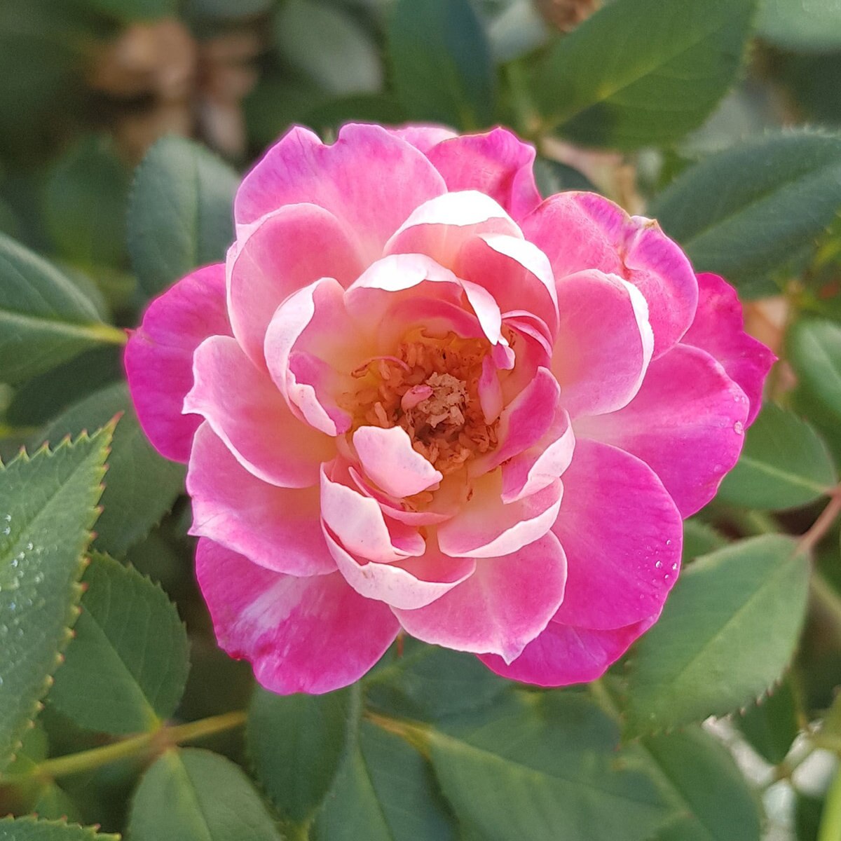 Rosa X Sunblaze Meiyejoi Pink Miniature Rose | SiteOne