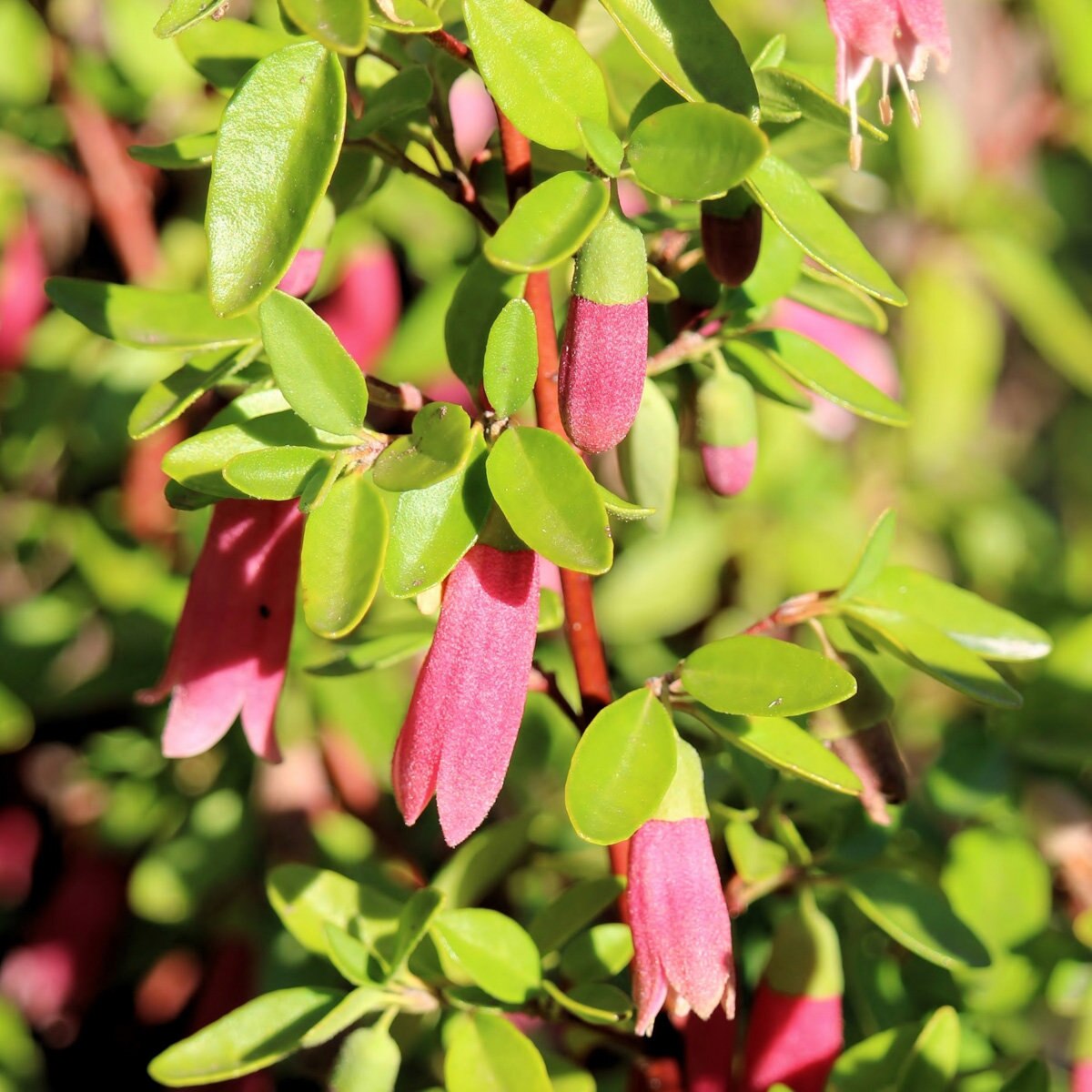 Correa Dusky Bells Red Australian Fuchsia | SiteOne