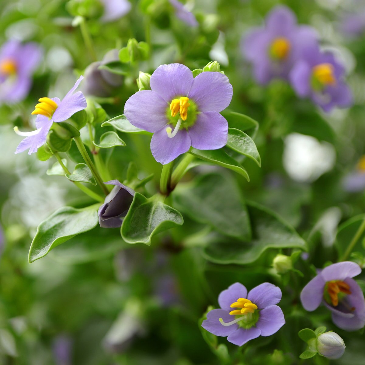 Exacum Affine Persian Violet | SiteOne