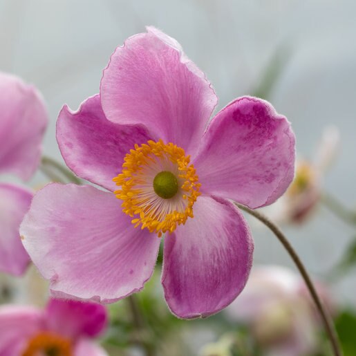 Anemone Hupehensis Little Princess Japanese Anemone | SiteOne
